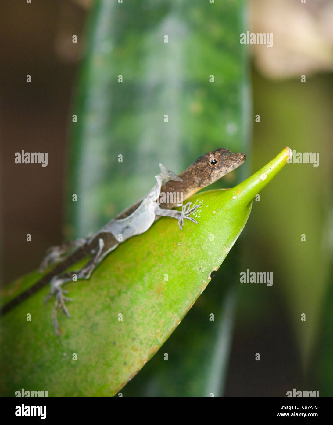 Ground Anole Lizard moulting Punta Banco Costa Rica Puntarenas Province ...