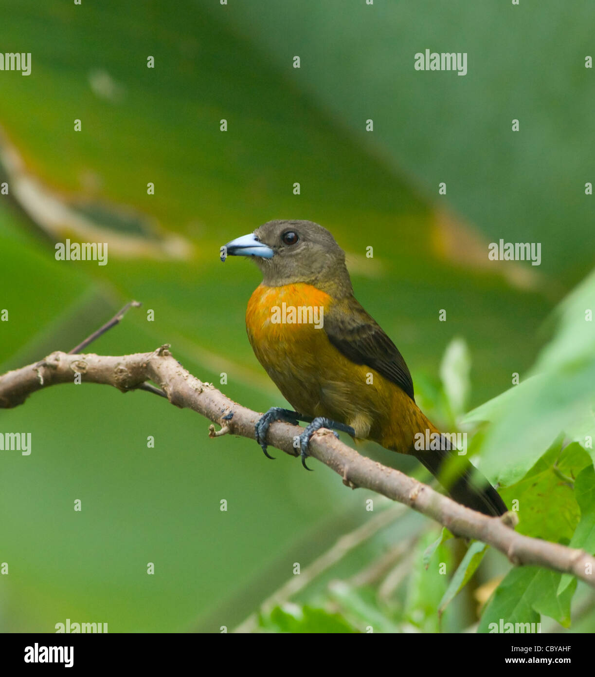 Female Scarlet-rumped Tanager Ramphocelus costaricensis Costa Rica ...