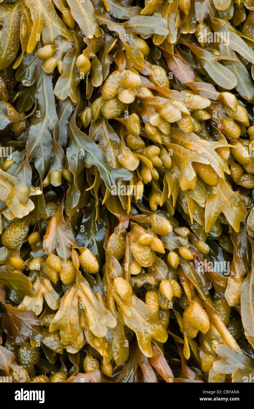Bladder Wrack: Fucus vesiculosus. Devon, England. August Stock Photo ...