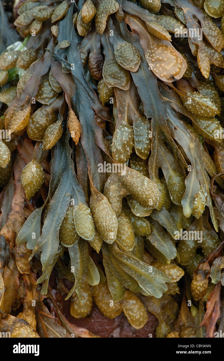 Bladder Wrack: Fucus vesiculosus. Devon, England. August Stock Photo ...
