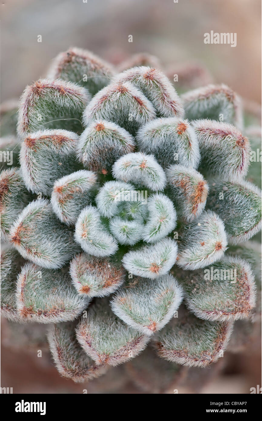 Doris taylor hi-res stock photography and images - Alamy