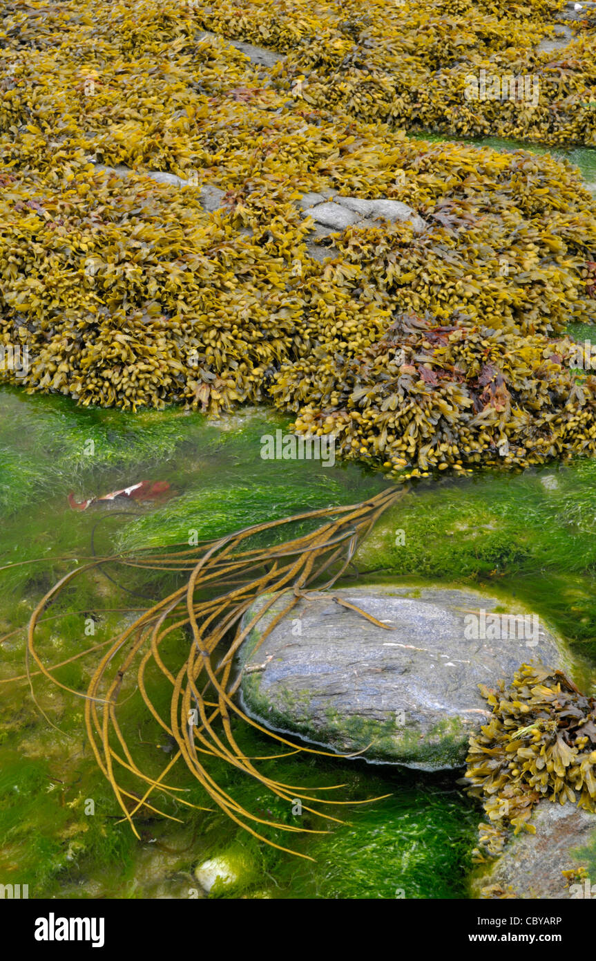Seaweed in rockpool. Taken with polarising filter, minimising ...
