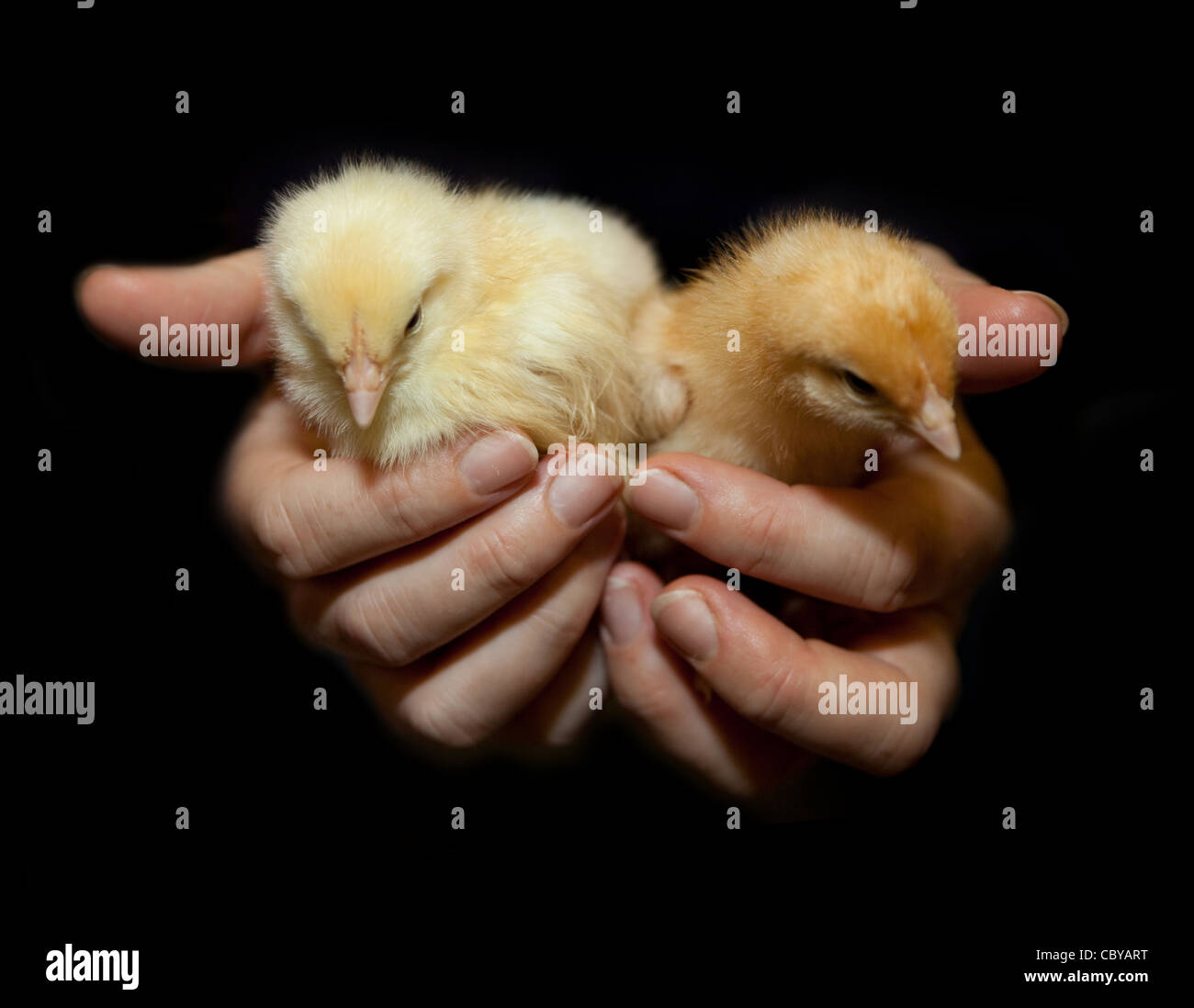 Chicks in hands hi-res stock photography and images - Alamy