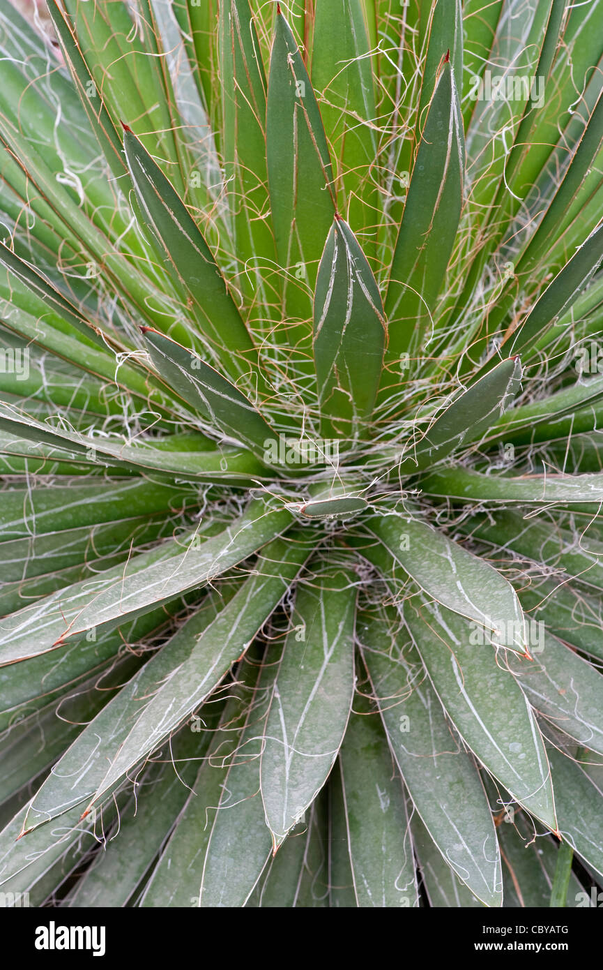 Agave filifera hi-res stock photography and images - Alamy