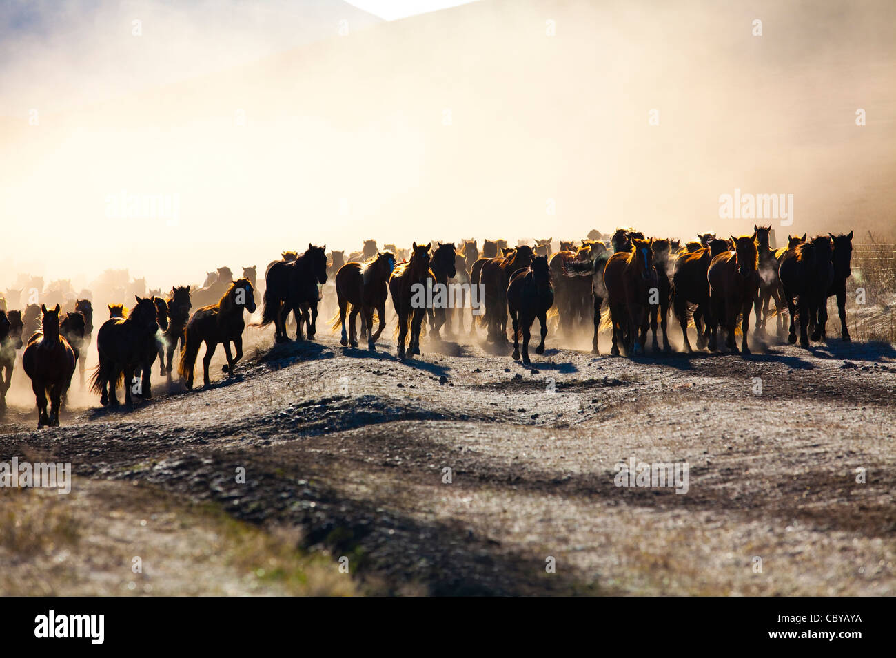 Herded wild horses hi-res stock photography and images - Alamy