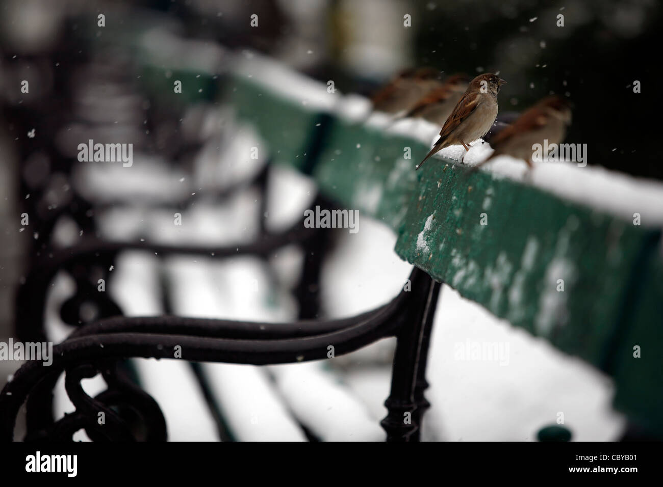 Common sparrows on a snowed bench Stock Photo - Alamy