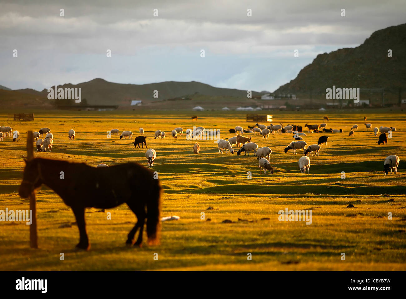 Mongolia sheep hi-res stock photography and images - Alamy