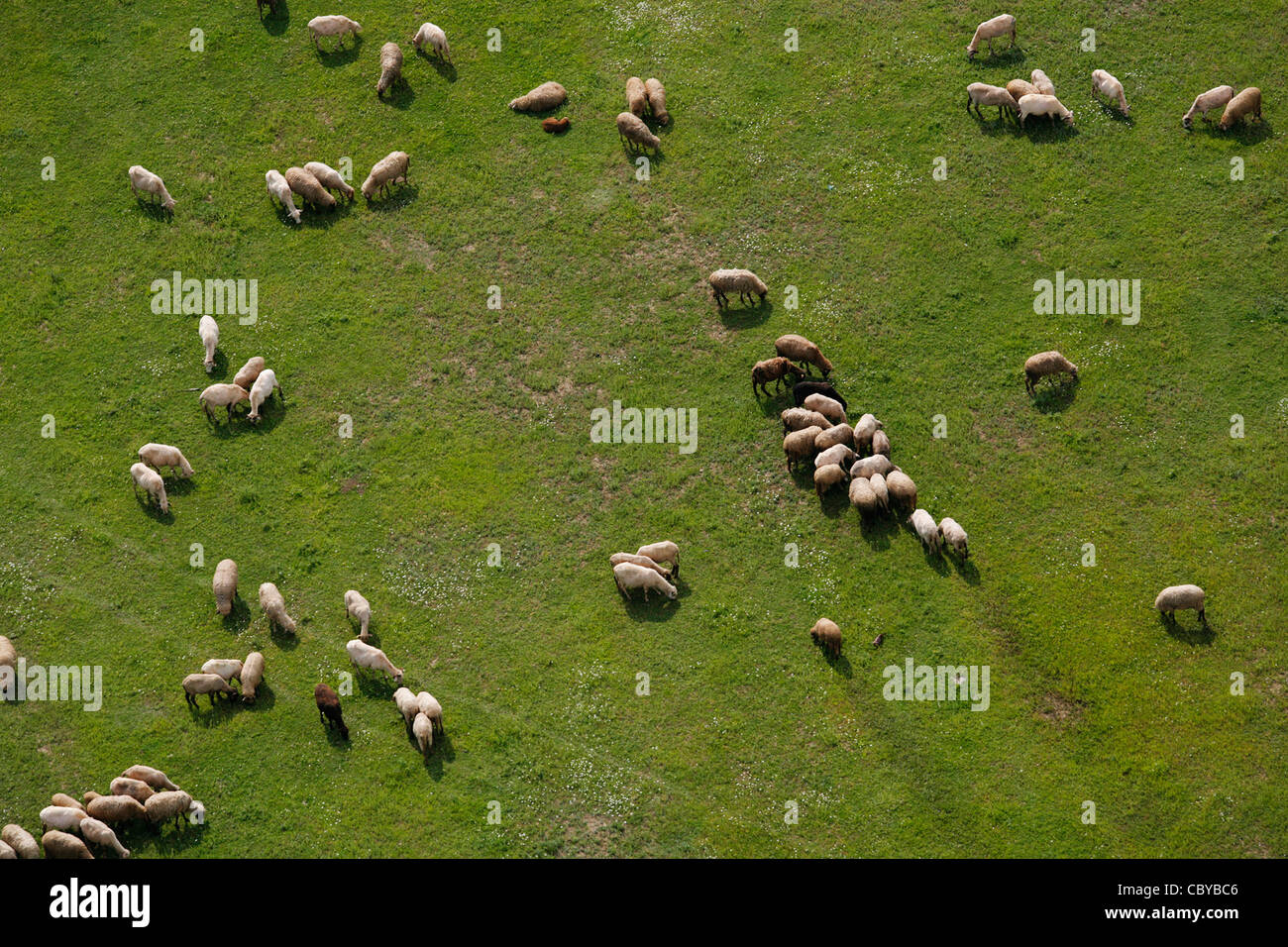 Aerial view herd sheep hi-res stock photography and images - Alamy