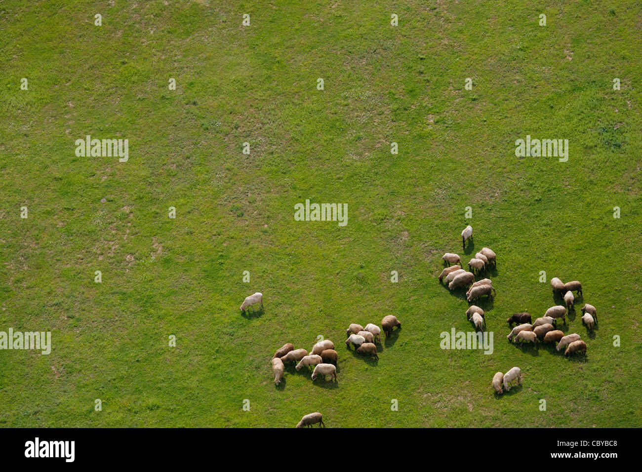Aerial view herd sheep hi-res stock photography and images - Alamy