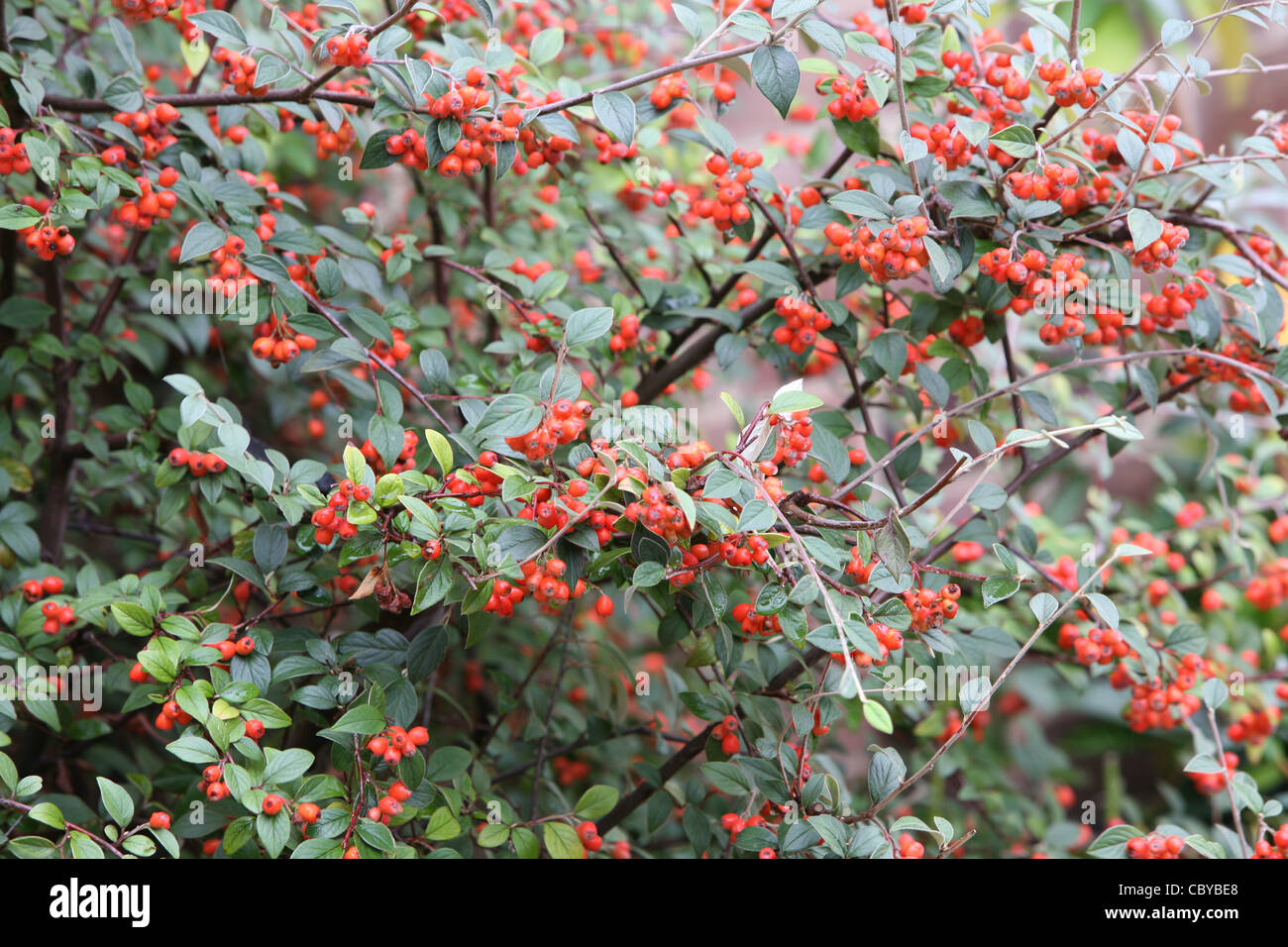 Flowering berry bush in spring hi-res stock photography and images - Alamy