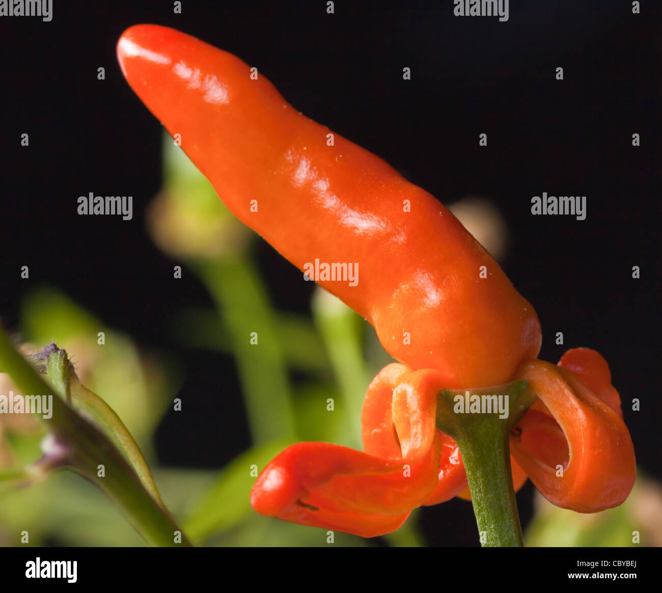 A close up a chili pepper Stock Photo - Alamy