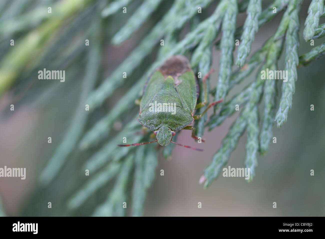 Bug animal insect hi-res stock photography and images - Alamy