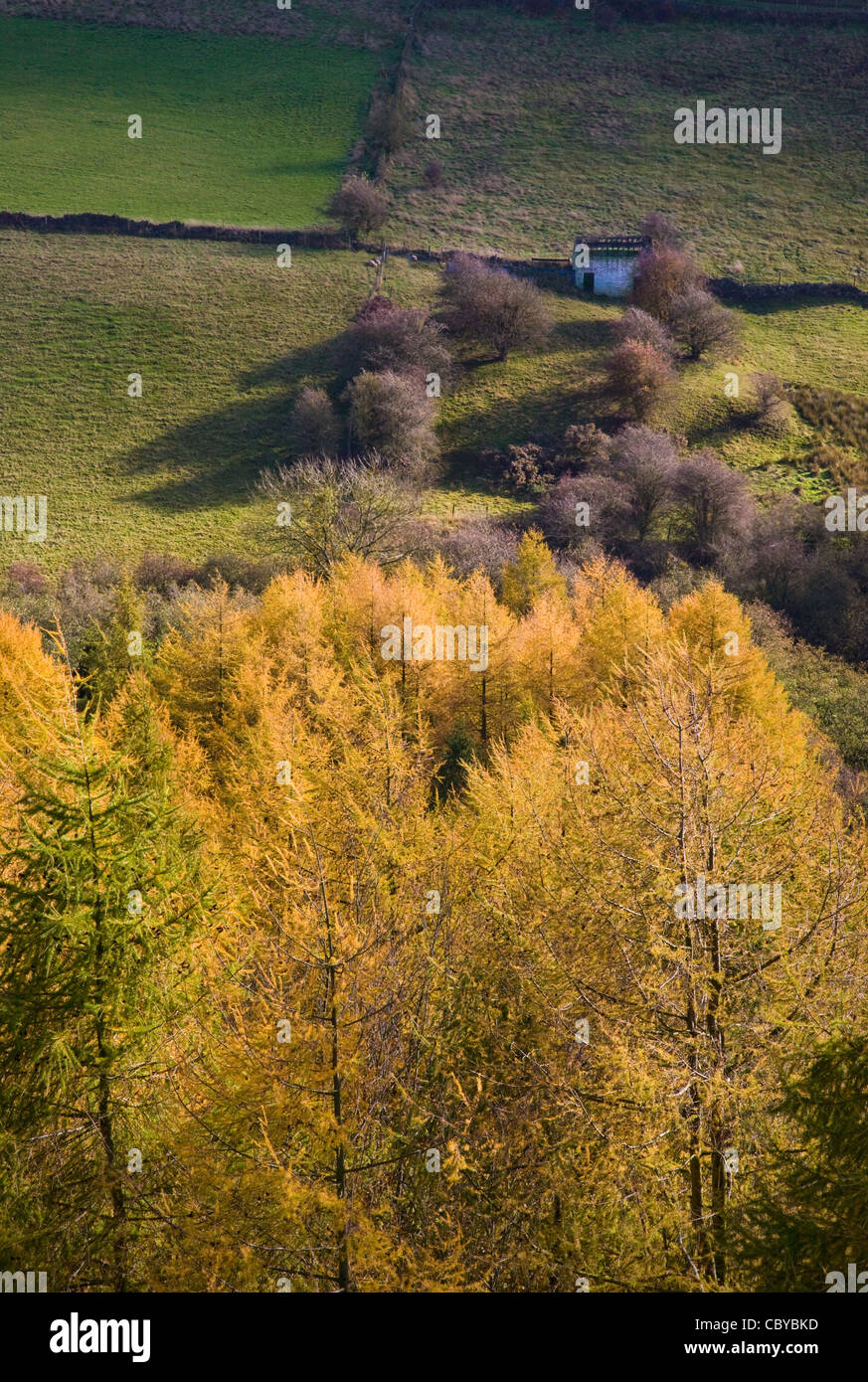 Autumn colours of larches and field boundary walls from Cratcliffe Tor ...