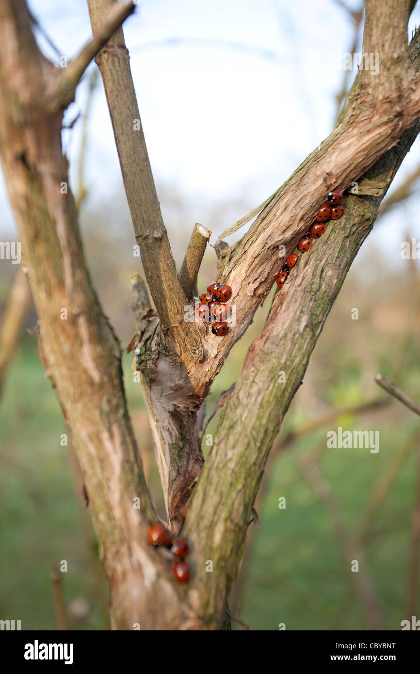Colony of ladybugs on branch hi-res stock photography and images - Alamy