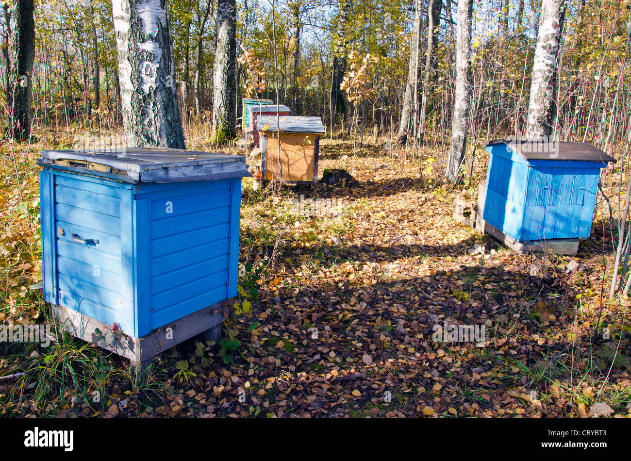 Beehive in tree hi-res stock photography and images - Alamy