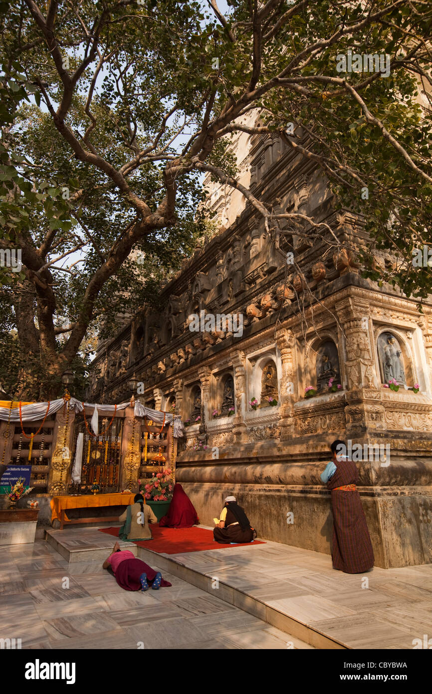 Mahabodhi Temple Bodhi Tree