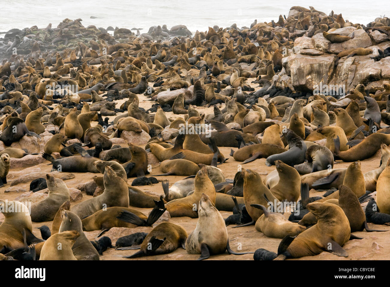 Cape Fur Seal Colony - Cape Cross Seal Reserve - near Henties Bay ...