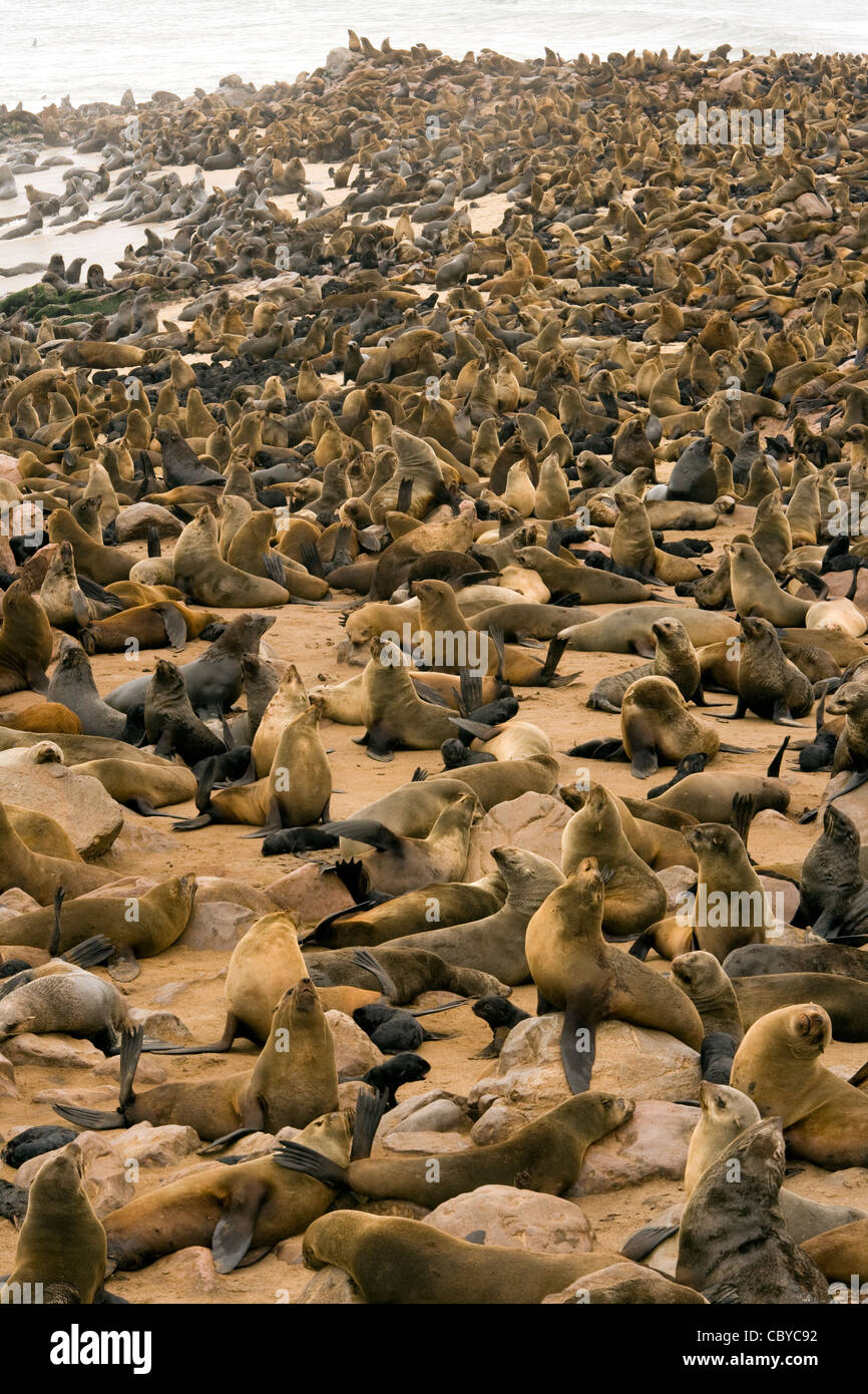 Cape fur seal seals breeding colony colonies hi-res stock photography ...