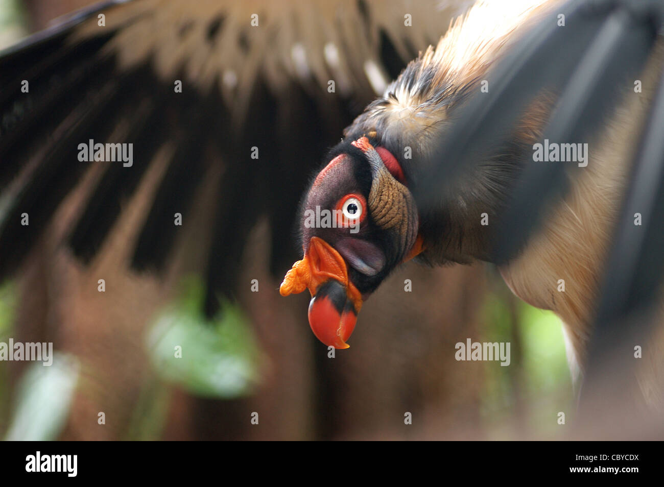 condor real spreading his wings Stock Photo - Alamy