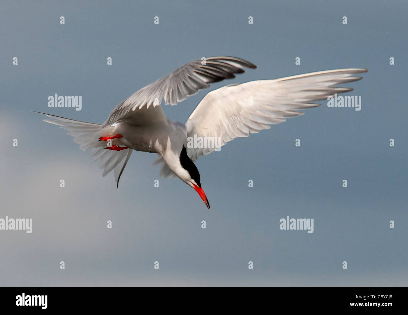 Common tern in flight hi-res stock photography and images - Alamy