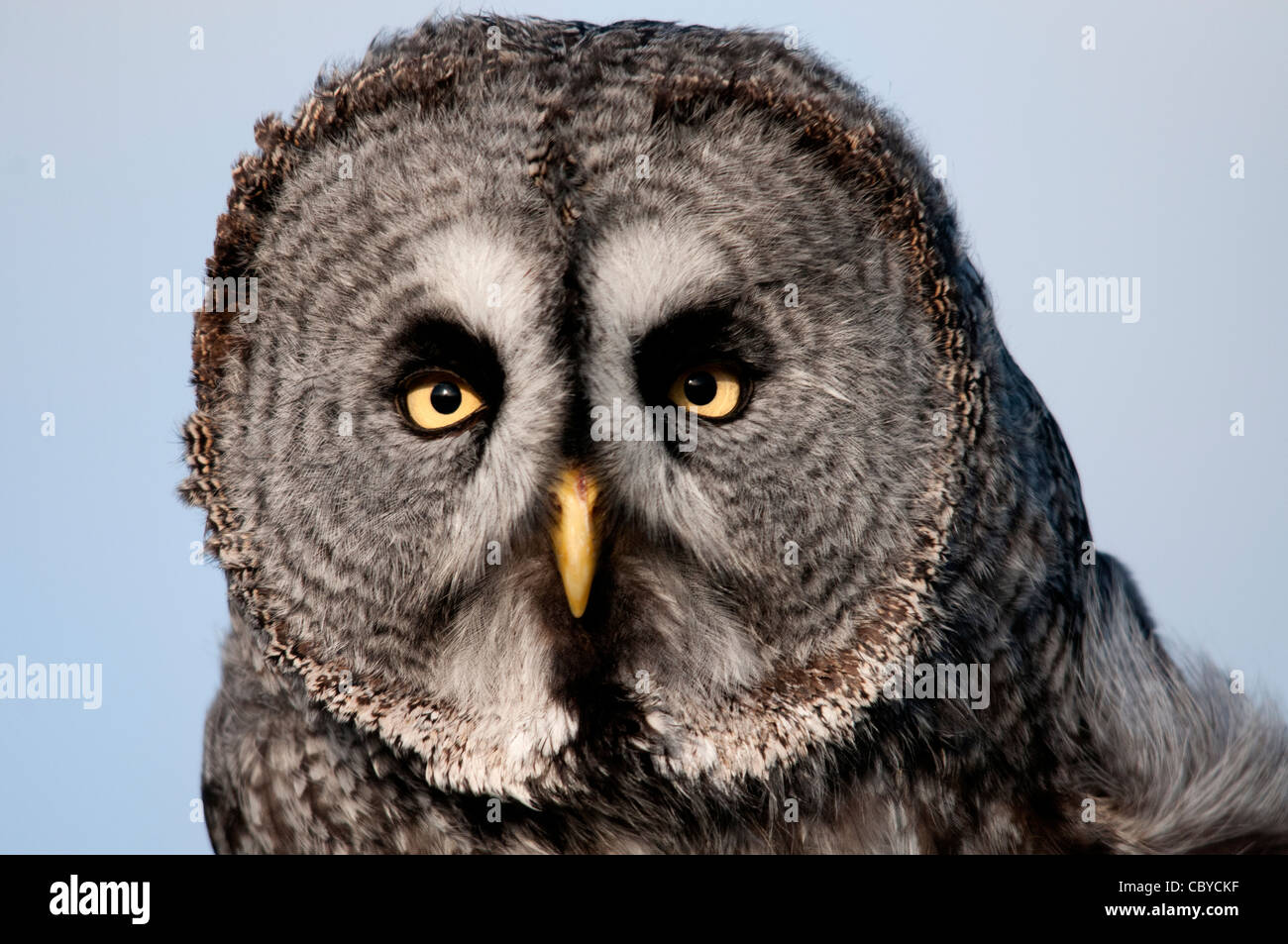 Owl head hi-res stock photography and images - Alamy