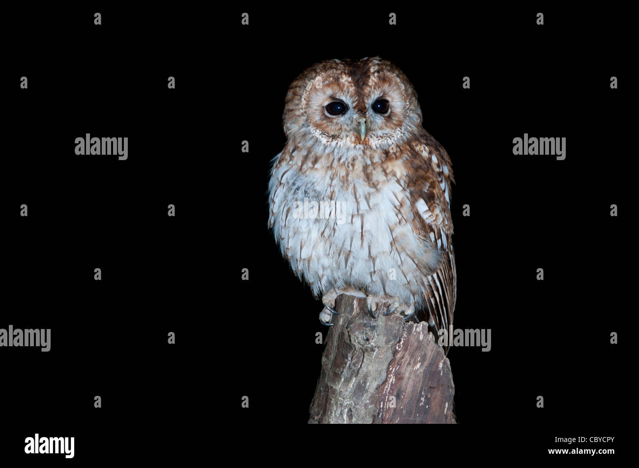 Night owl sitting on hi-res stock photography and images - Alamy
