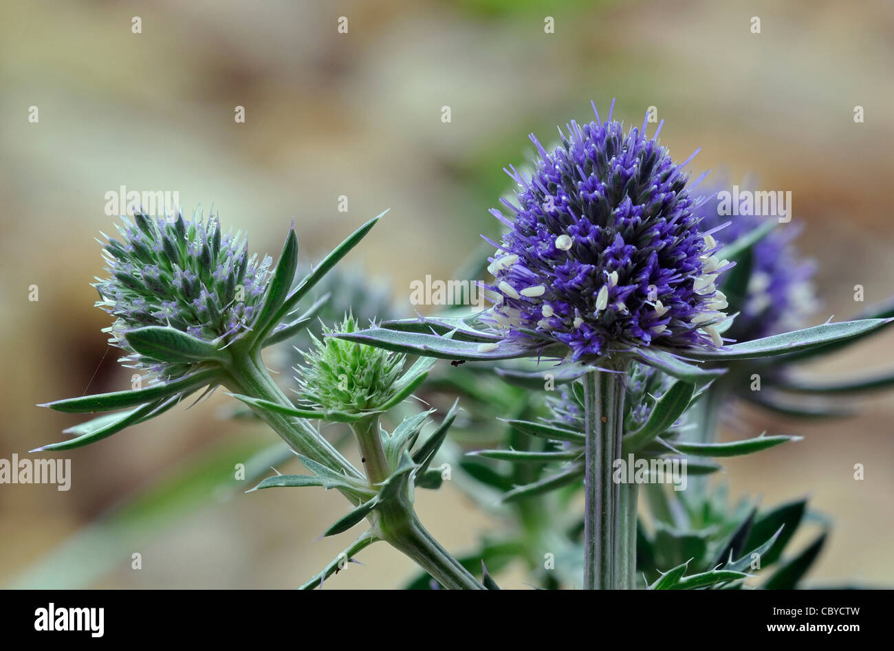 Sea Holly Blue Eryngo - Eryngium planum Stock Photo - Alamy