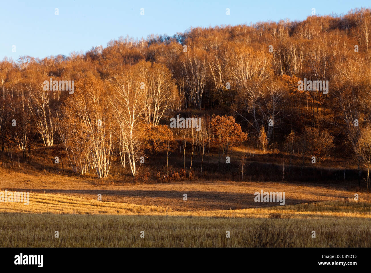 Autumn trees in Inner Mongolia Stock Photo - Alamy