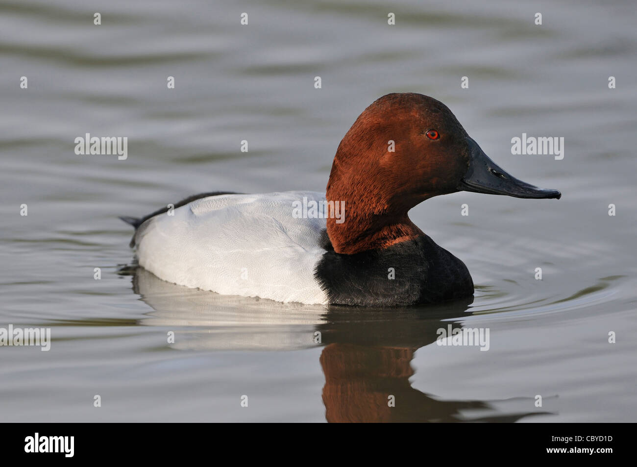 Canvasback duck hi-res stock photography and images - Alamy