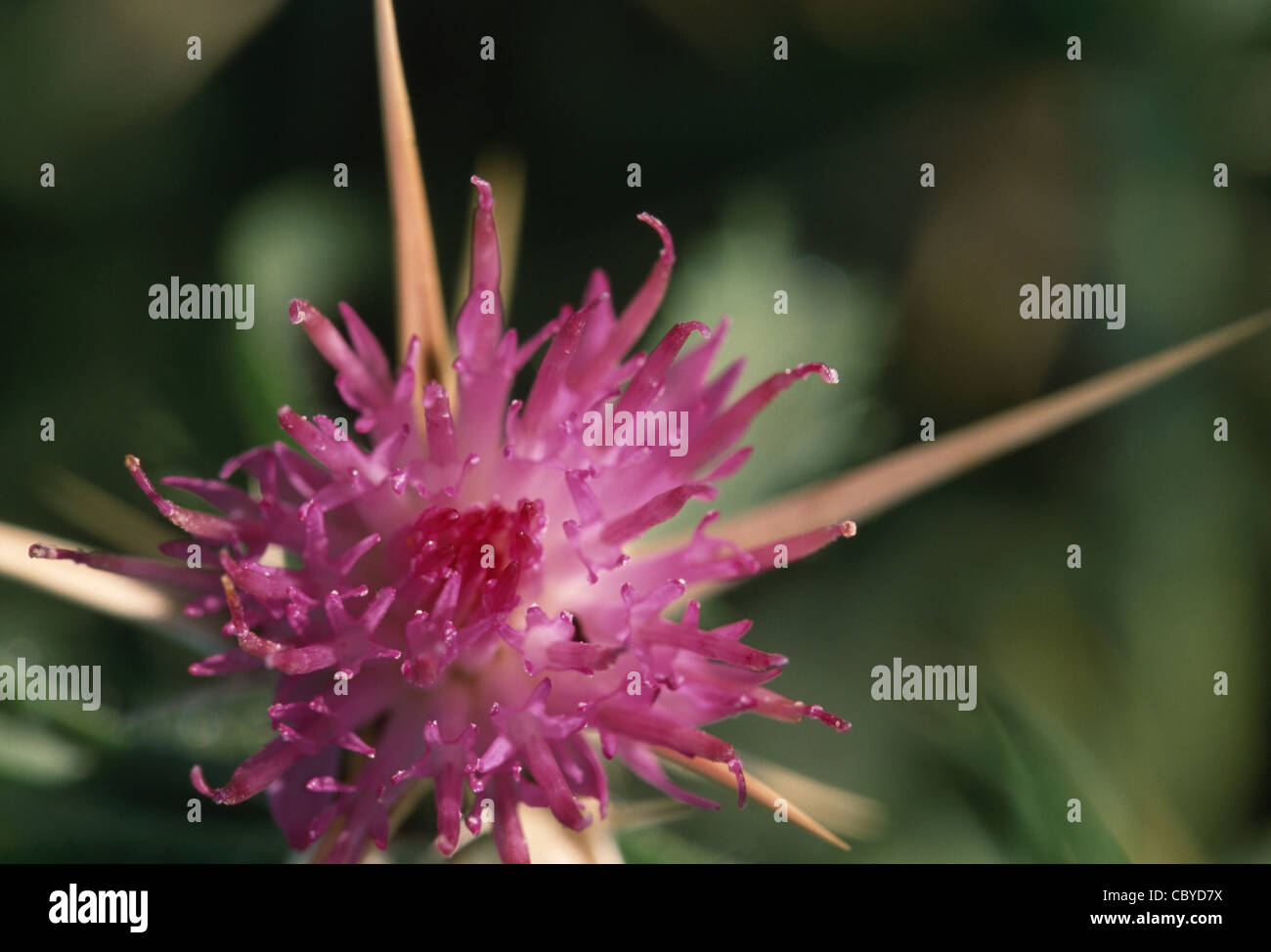 RED STAR-THISTLE in flower Centaurea calcitrapa Sussex, UK Stock Photo ...