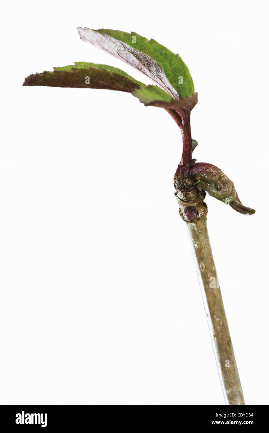 Elder twig and buds in winter (Sambucus nigra Stock Photo - Alamy