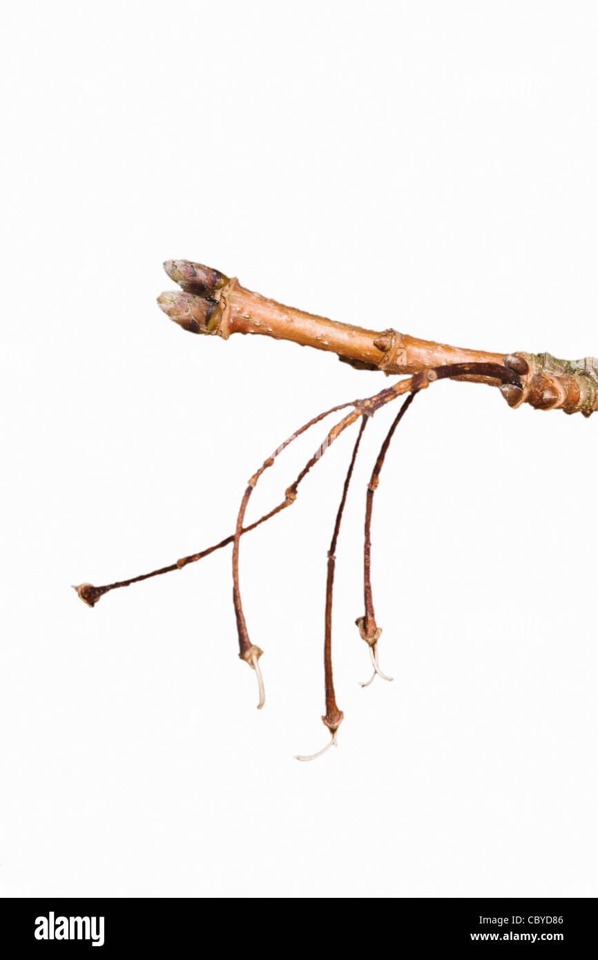 Field maple twig and buds in winter (Acer campestre Stock Photo - Alamy Field maple twig and buds in winter (Acer campestre Stock Photo - Alamy