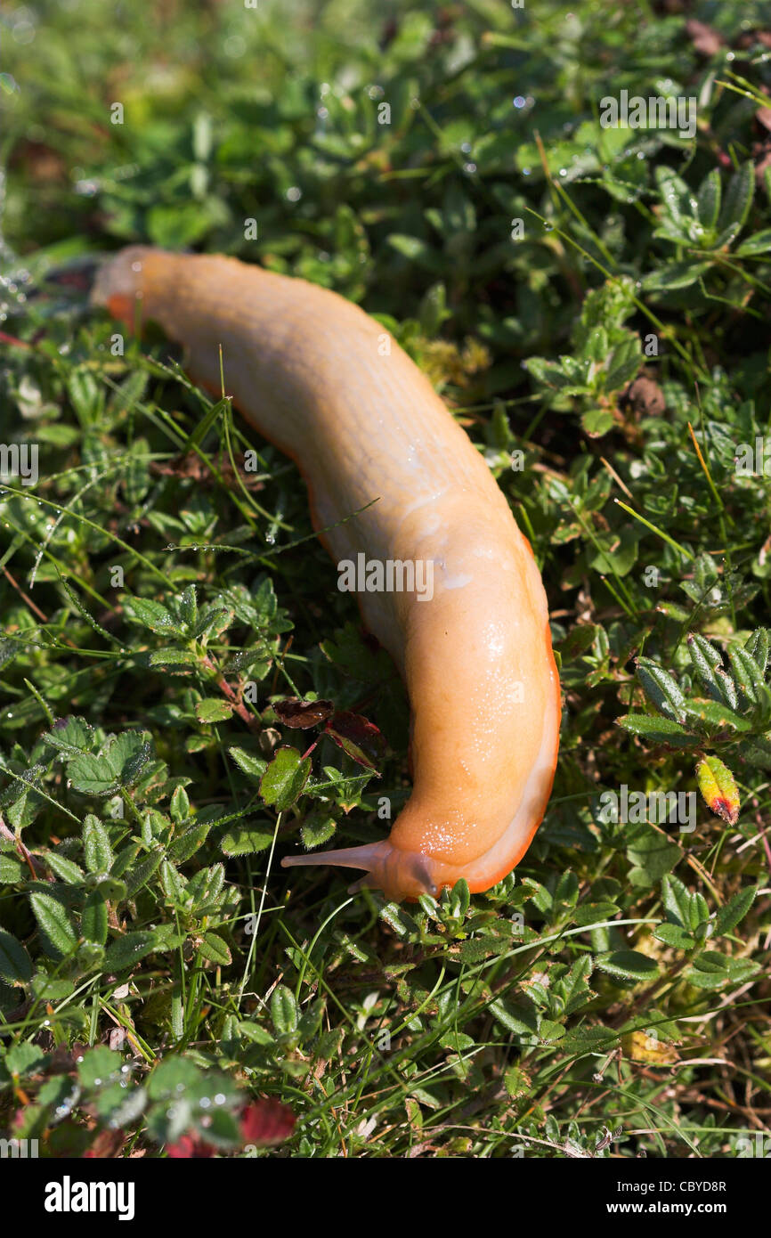 Slug arion ater uk hi-res stock photography and images - Alamy