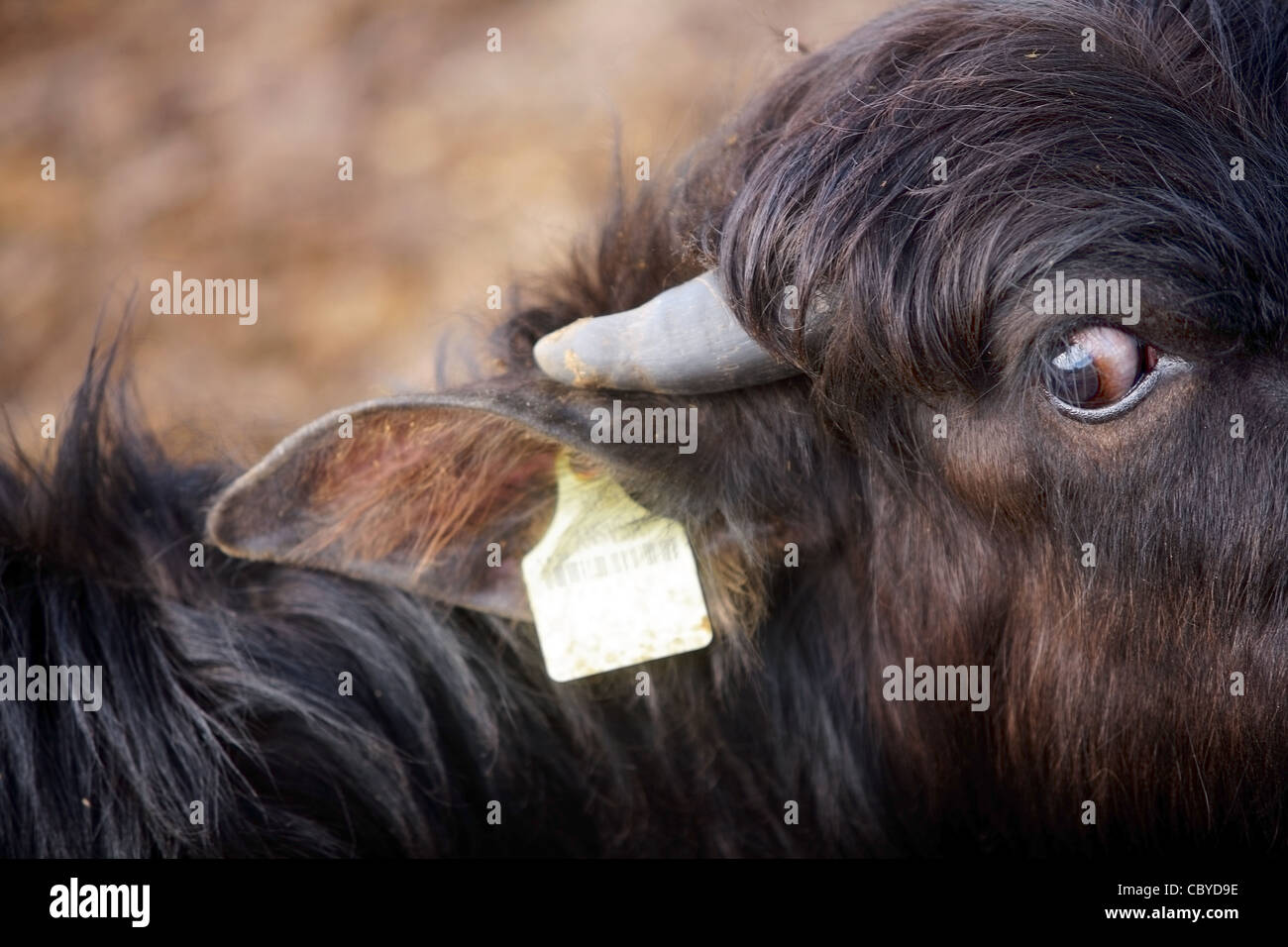 Detail of a buffalo eye at a farm in Romania Stock Photo - Alamy