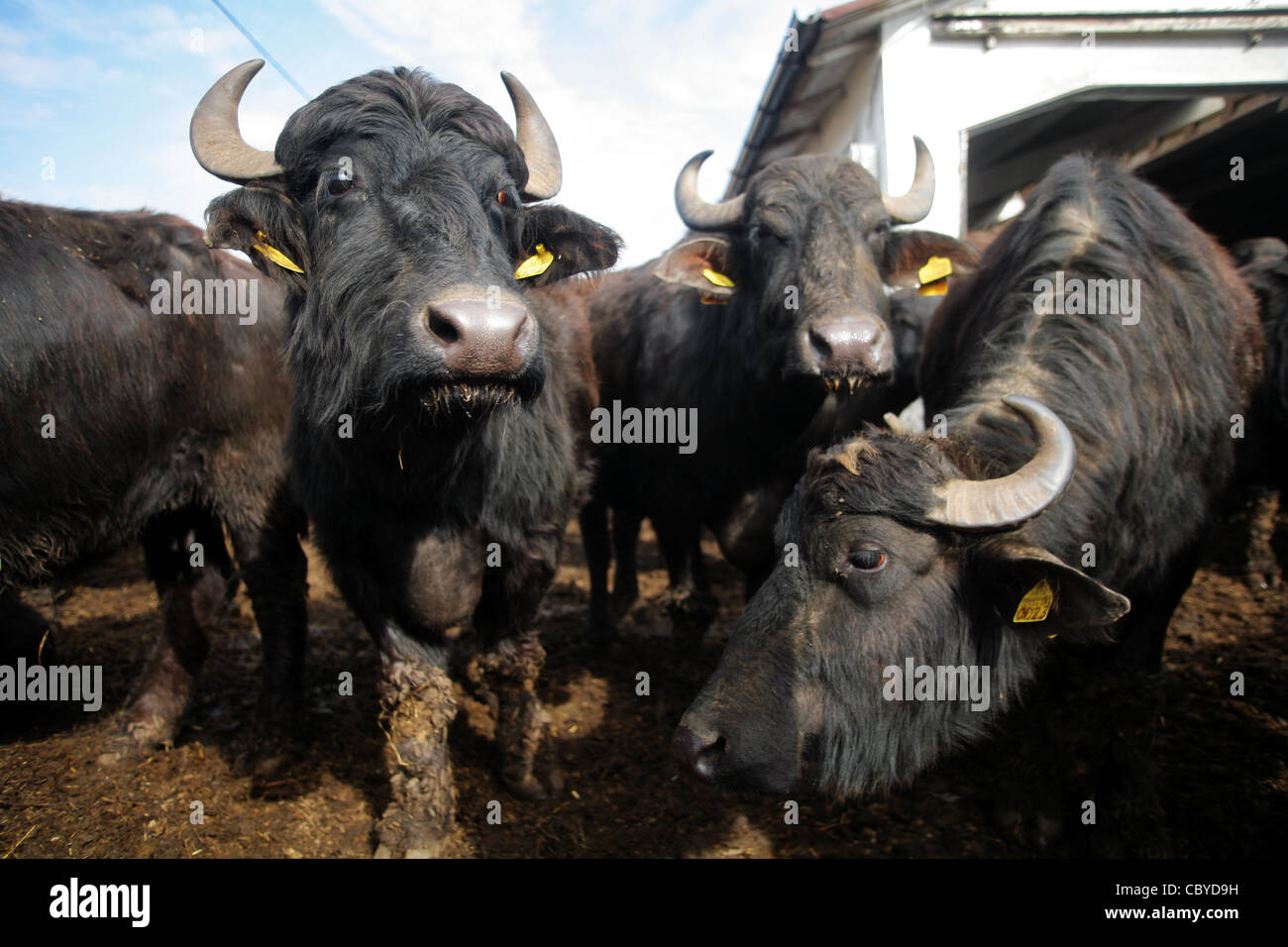 Some buffalos at a farm in Romania Stock Photo - Alamy