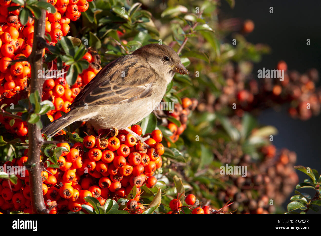 House Sparrow (Passer domesticus), adult female, perched in Fire Thorn ...