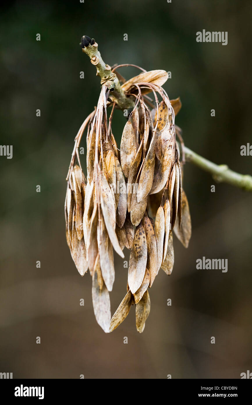 European Ash High Resolution Stock Photography and Images - Alamy