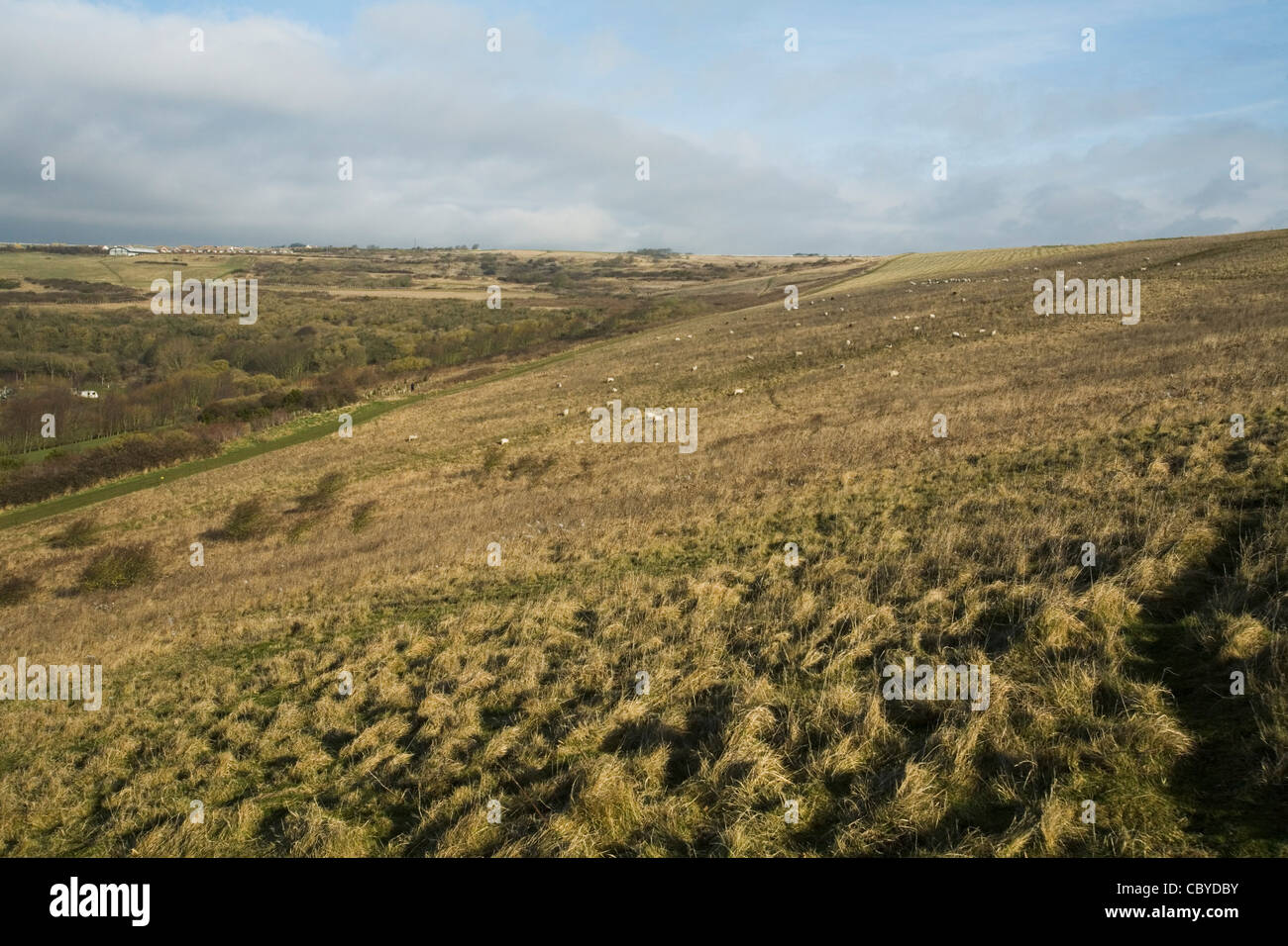 Conservation grazing. Sheep reintroduced to reverse the decline in ...