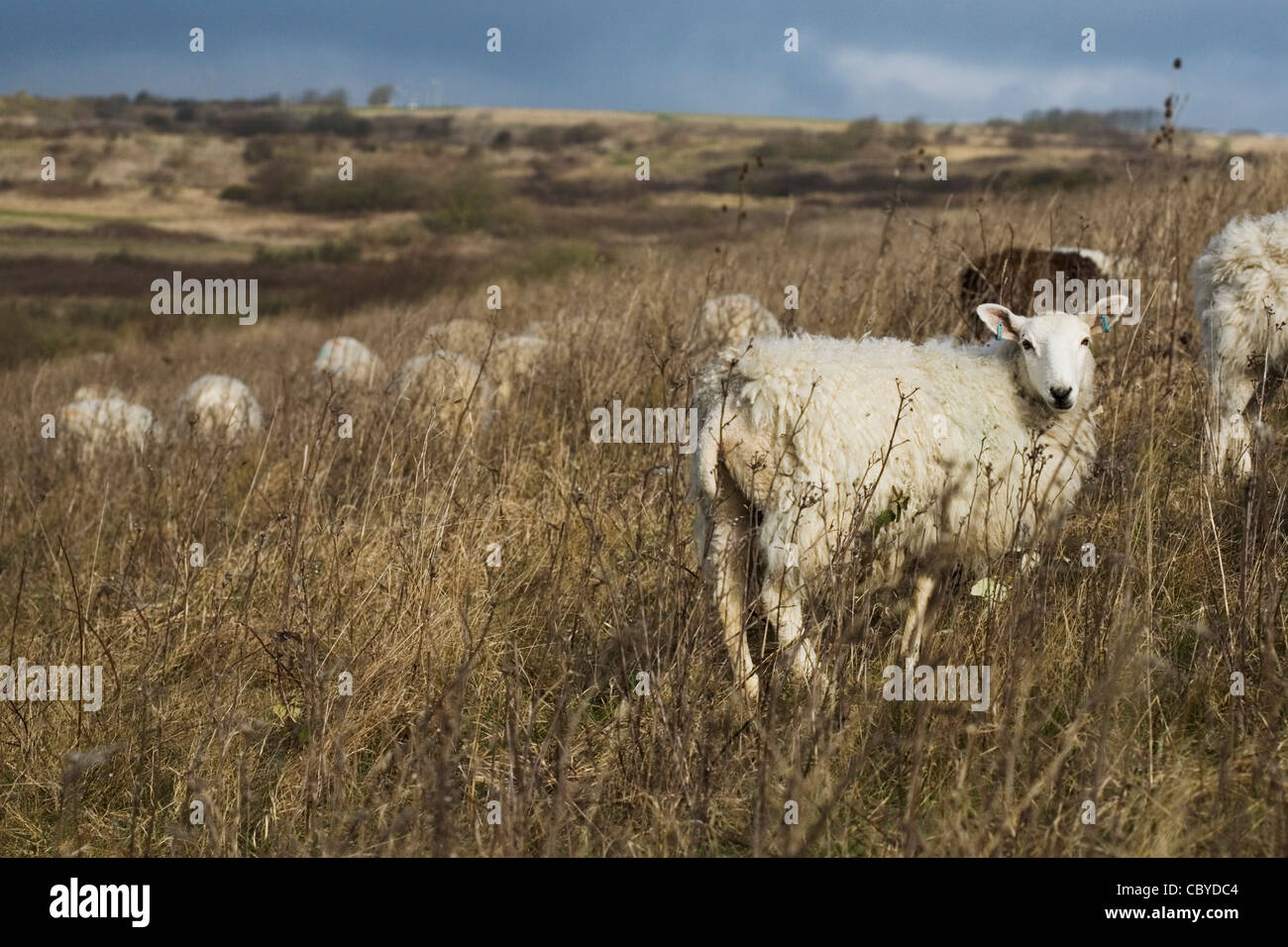 Conservation grazing. Sheep reintroduced to reverse the decline in ...