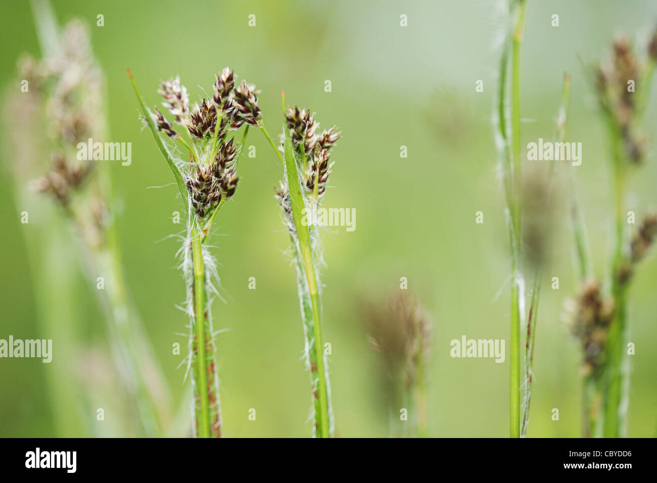 Luzula campestris hi-res stock photography and images - Alamy
