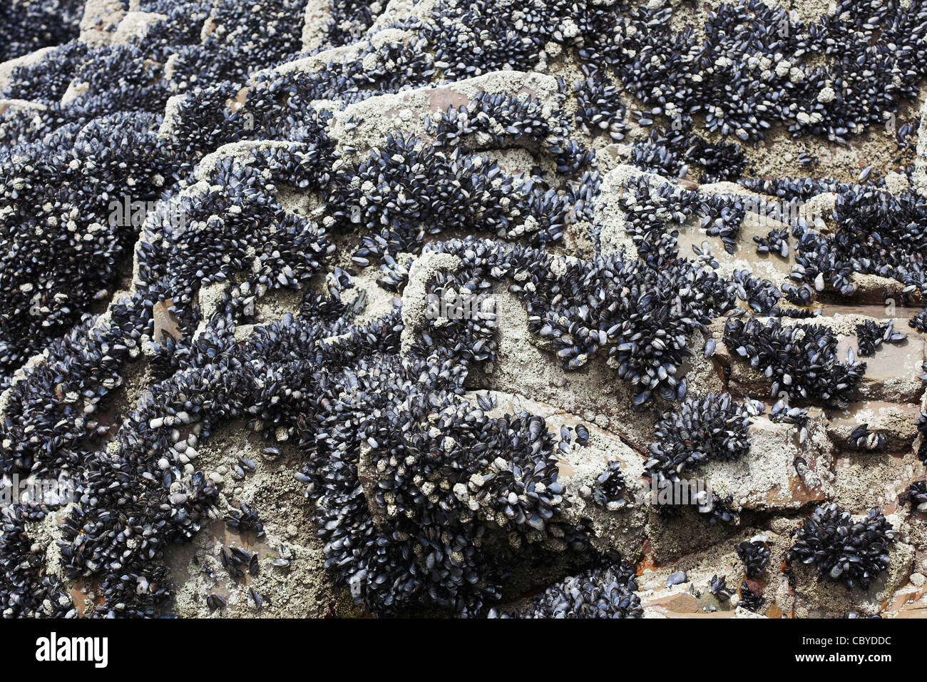 Common mussel blue mytilus hi-res stock photography and images - Alamy