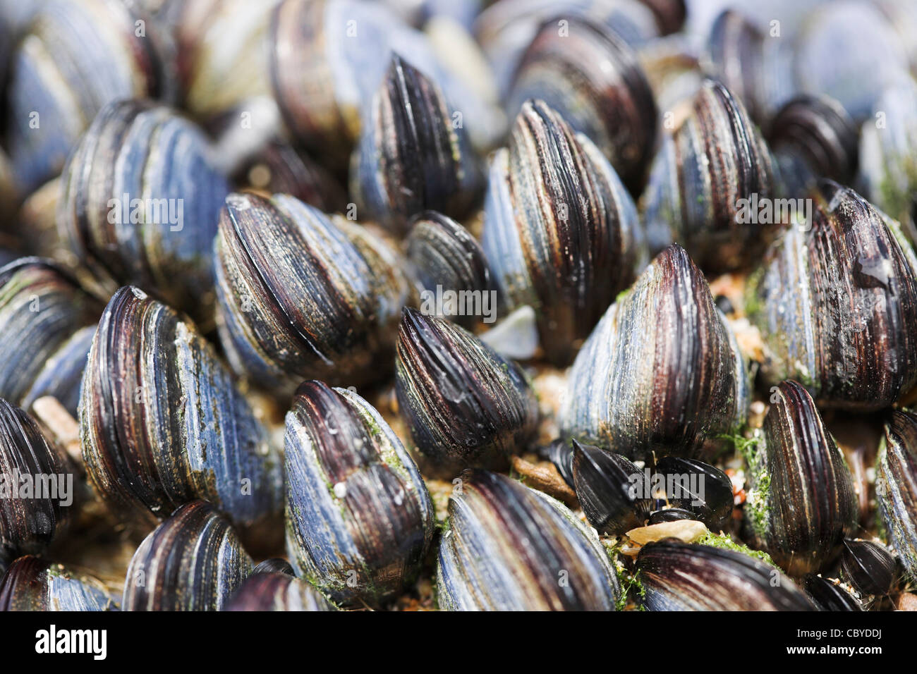 Common mussel blue mytilus hi-res stock photography and images - Alamy