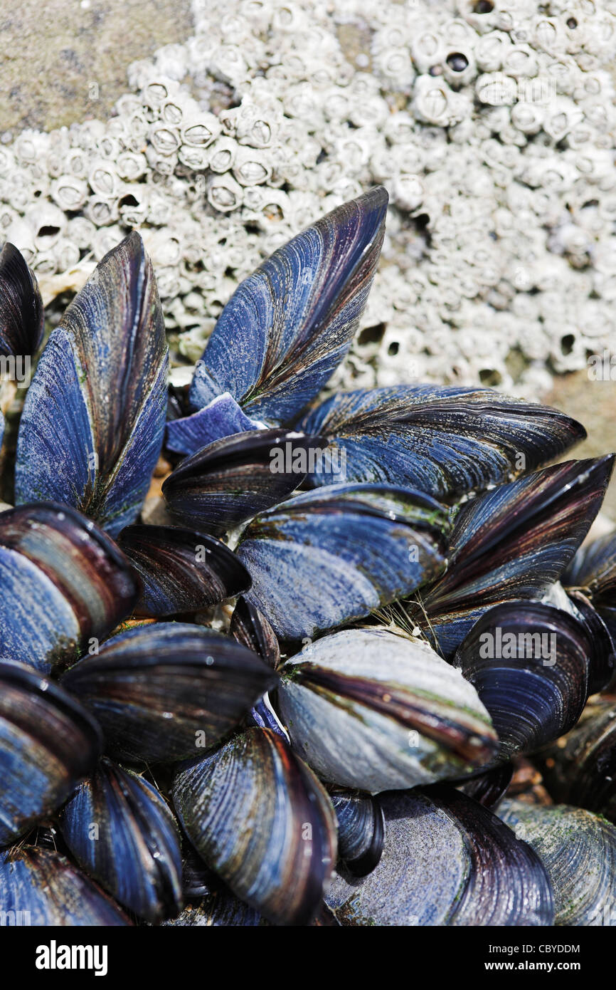 Common or Blue Mussel (Mytilus edulis) Cornwall, UK Stock Photo - Alamy