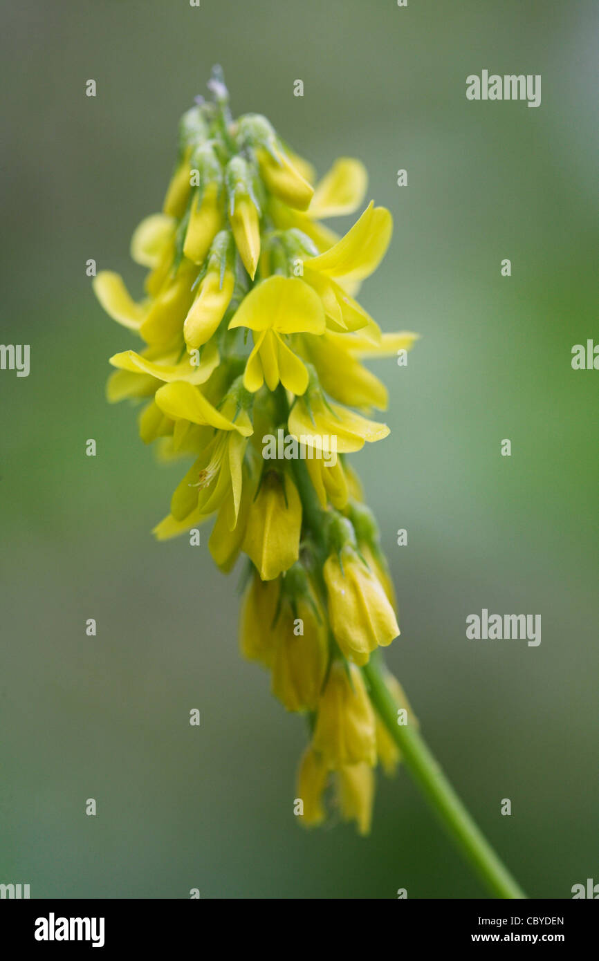 GOLDEN or TALL MELILOT (Melilotus altissima) South Downs National Park ...