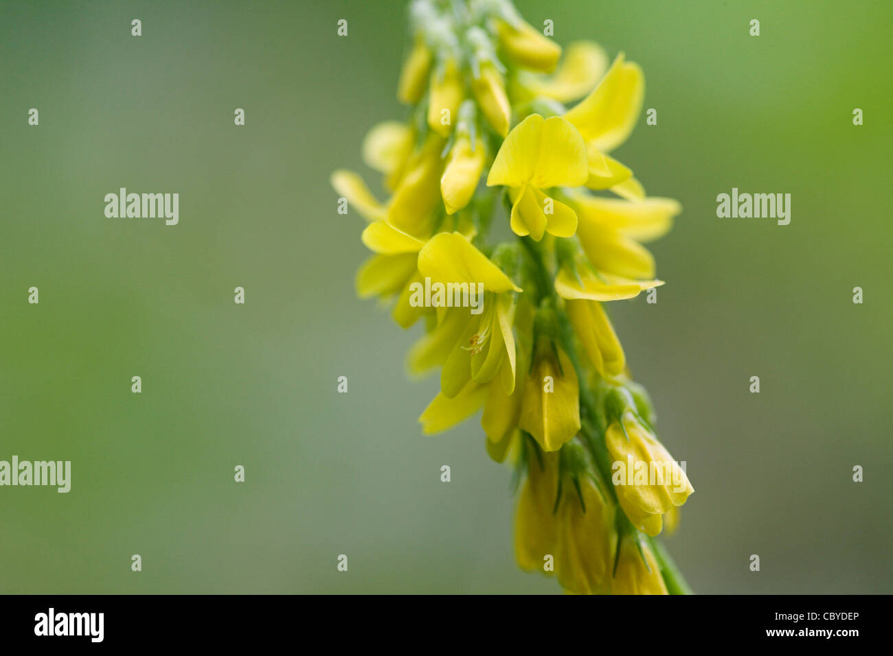 GOLDEN or TALL MELILOT (Melilotus altissima) South Downs National Park ...