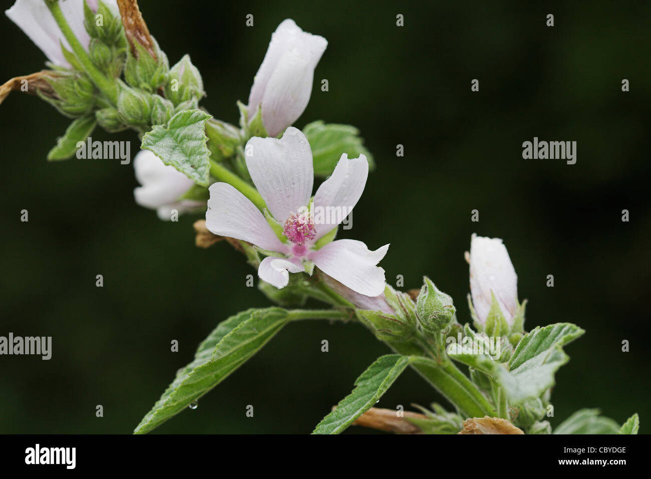 Marsh Mallow (Althaea officinalis) Sussex, UK Larval foodplant for the rare Marsh mallow moth ...