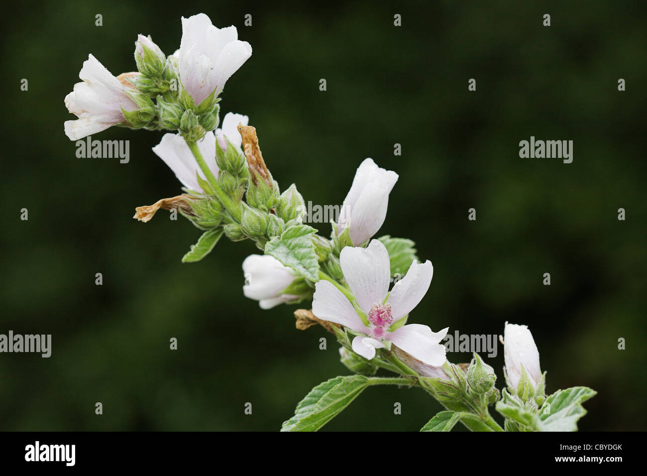Marsh Mallow (Althaea officinalis) Sussex, UK Larval foodplant for the rare Marsh mallow moth ...