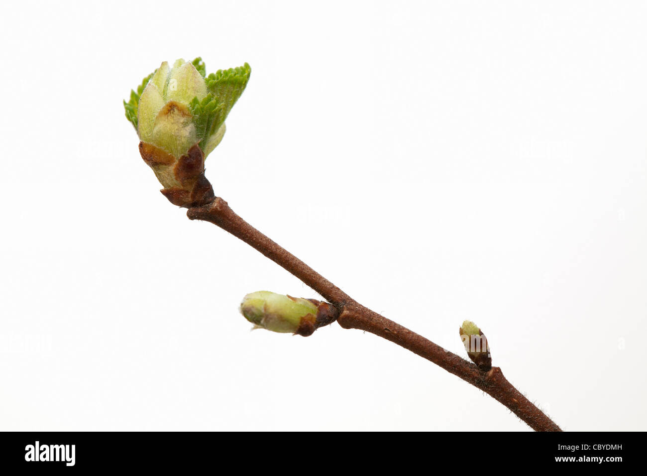 English Elm leaf emerging from bud in spring (Ulmus procera) on white ...