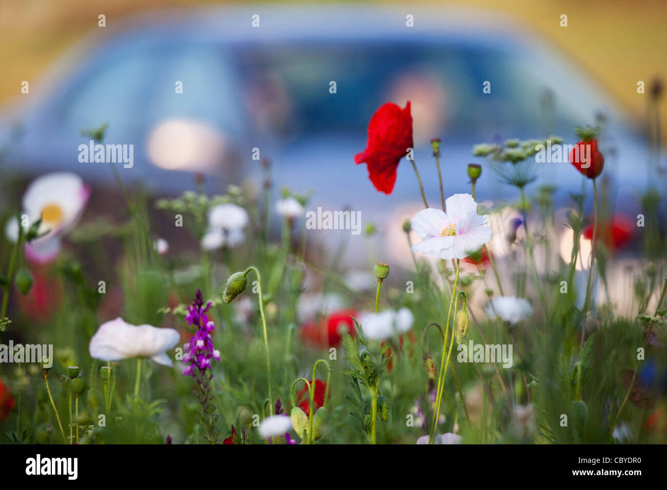 Verge wildflowers hi-res stock photography and images - Alamy