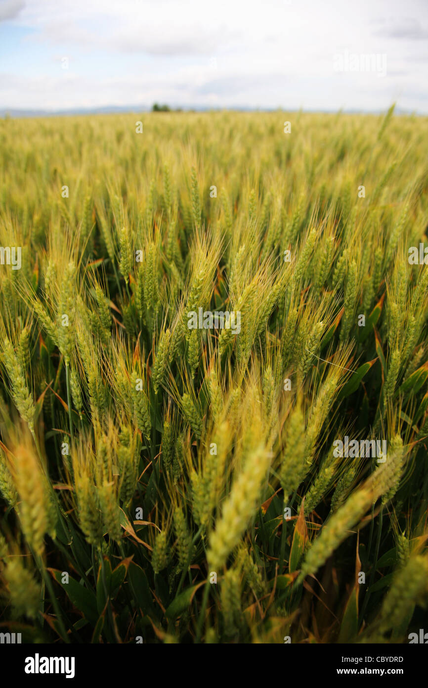 Beautiful shot yellow field wheat hi-res stock photography and images ...